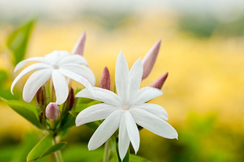 Witte jasmijnbloemen stock foto. Image of sluit, altijdgroen - 25978366