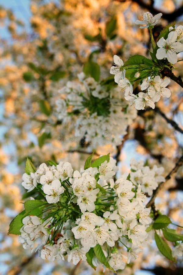 Witte kersenbloesems stock foto. Image of installaties - 5147034