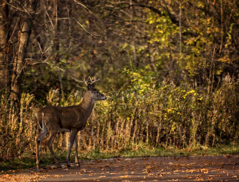 De Witte Bok Van De Herten Van De Staart Stock Foto - Image of ...