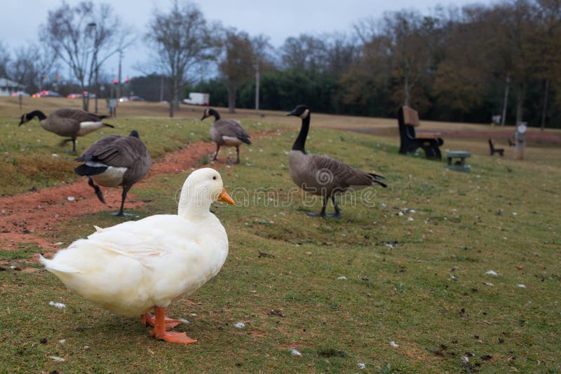 De Witte Eend Onder Snateert Van Canadese Ganzen Stock Foto - Image of ...
