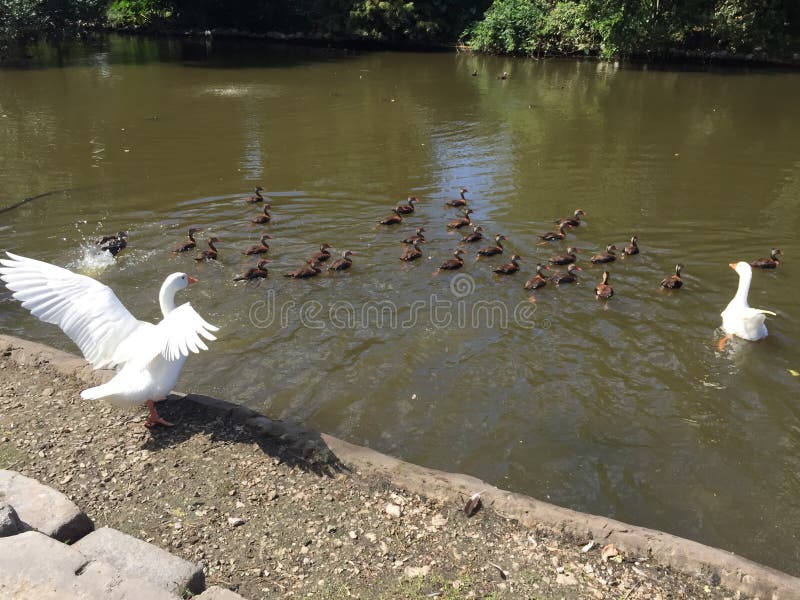 De Witte Eend Van Peking in Audubon-Park in New Orleans Maakt Mooi ...