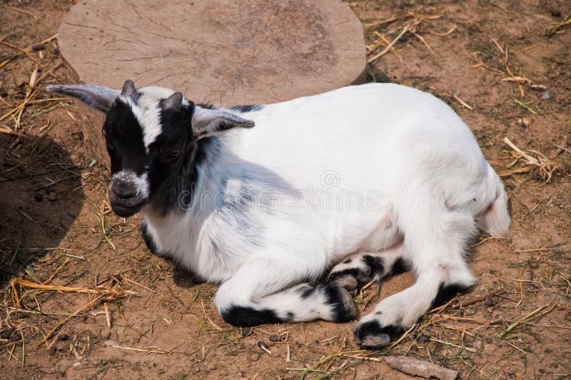 De Witte En Zwarte Geit Van De Baby Stock Foto - Image of geit, leggen ...