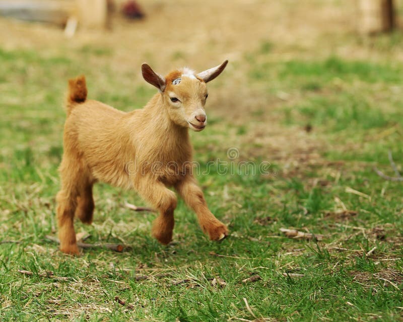 Geit stock afbeelding. Image of jong, nieuwsgierig, grappig - 3944975