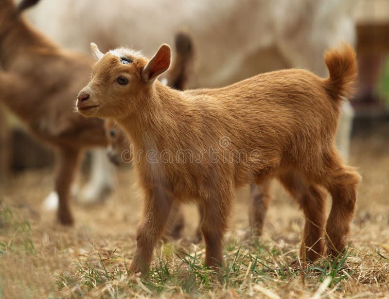 De Witte En Zwarte Geit Van De Baby Stock Afbeelding - Image of rots ...