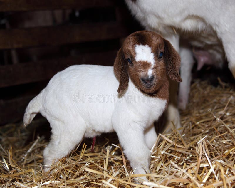 De Witte En Zwarte Geit Van De Baby Stock Foto - Image of baby ...