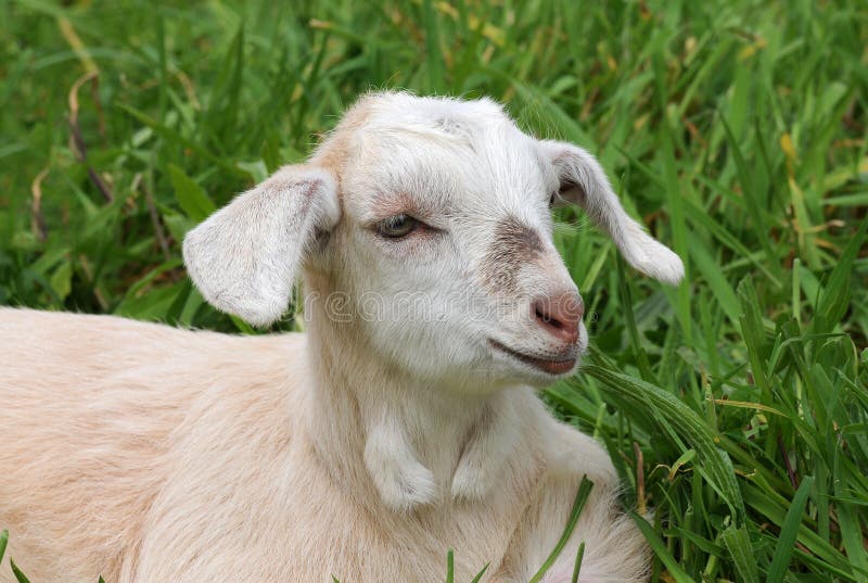 De Witte En Zwarte Geit Van De Baby Stock Foto - Image of dieren ...