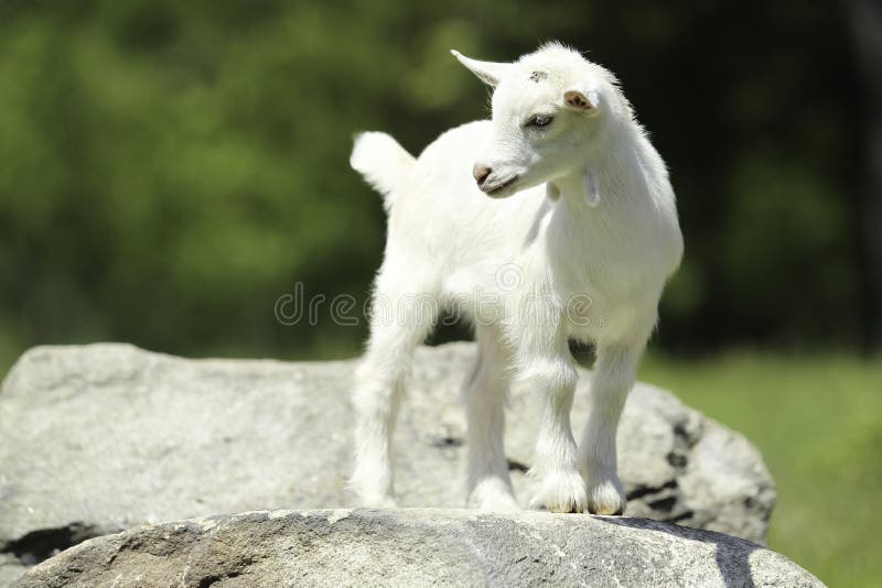 De Witte En Zwarte Geit Van De Baby Stock Foto - Image of jong ...