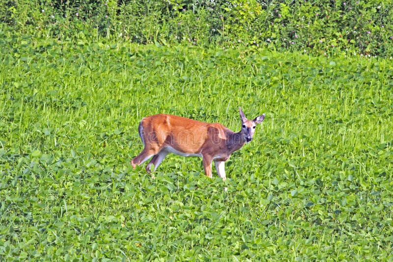 De Witte Herten Montana Van De Staart Stock Afbeelding - Image of ...