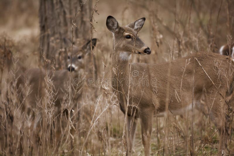 De Witte Herten Montana Van De Staart Stock Afbeelding - Image of ...