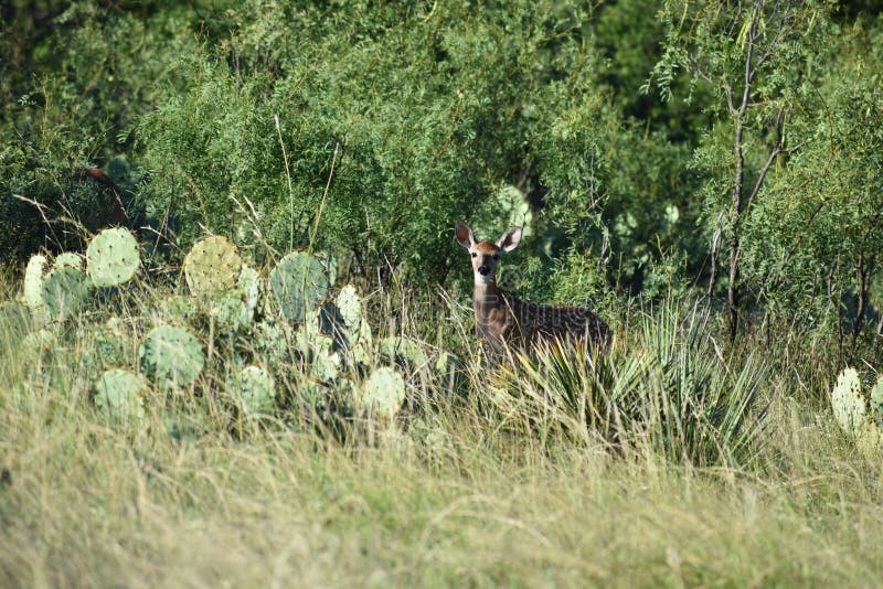 De Witte Herten Montana Van De Staart Stock Foto - Image of texas, dier ...