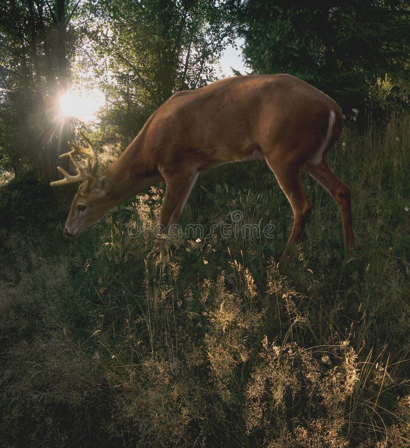 Een Rood Hert Bij Het Witte Voeden Als Achtergrond in De De ...