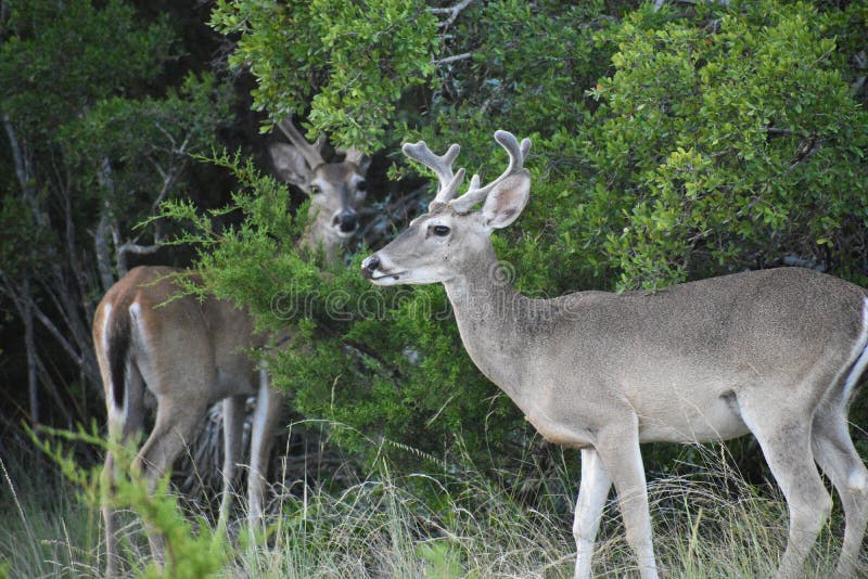 De Witte Herten Van De Staartbok Stock Afbeelding - Image of hoed ...