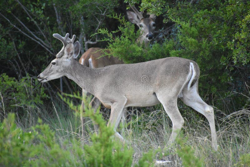 De Witte Herten Van De Staartbok Stock Afbeelding - Image of hoed ...