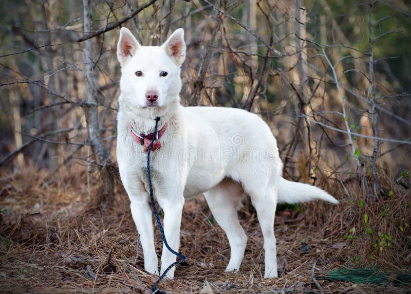 De Witte Hond Van Het Herderssiberian Husky Gemengde Ras Stock ...