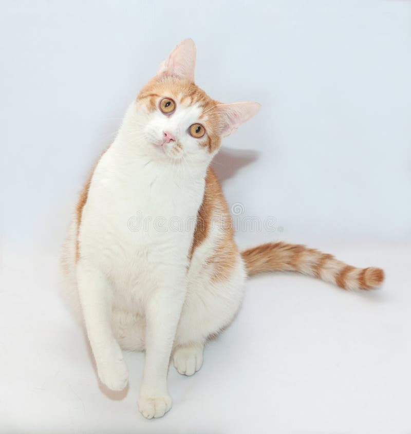 De Witte Kat Met Rode Vlekken Kijkt Overgeheld Hoofd Stock Foto - Image ...