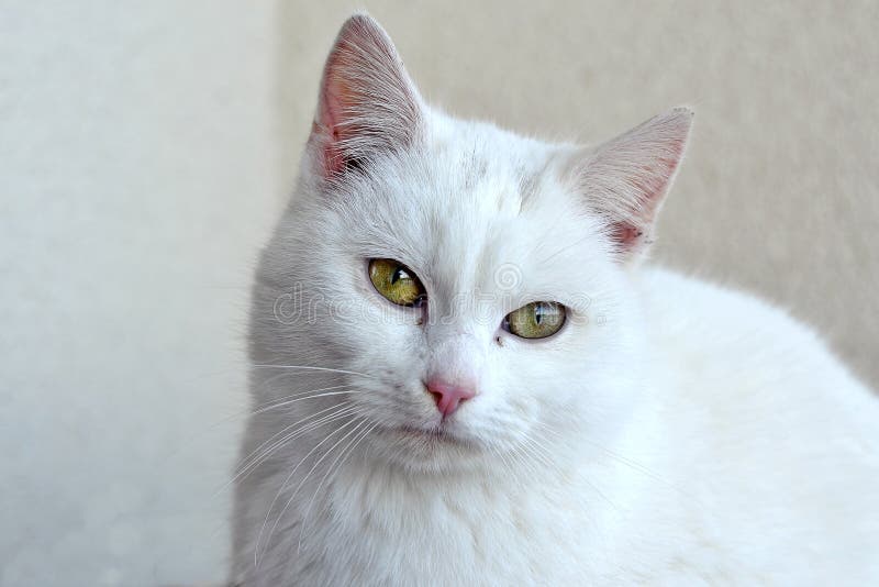 De Witte Kat Van Het Portret Stock Afbeelding - Image of elegant ...