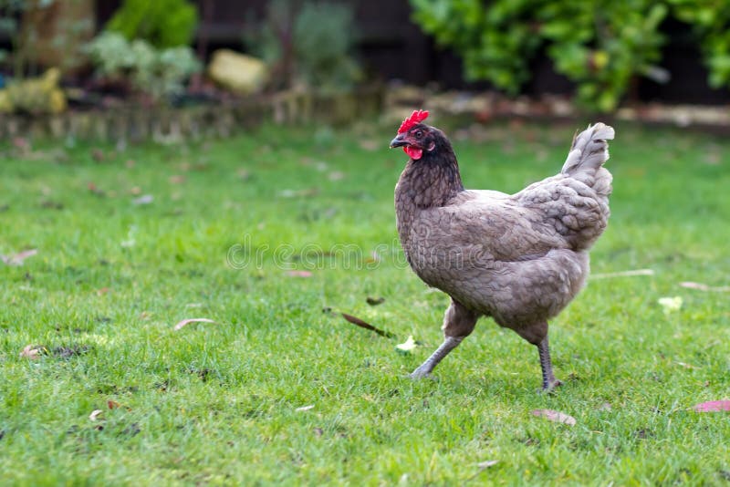 De Witte Kip Van Sussex in De Tuin Stock Afbeelding - Image of profiel ...