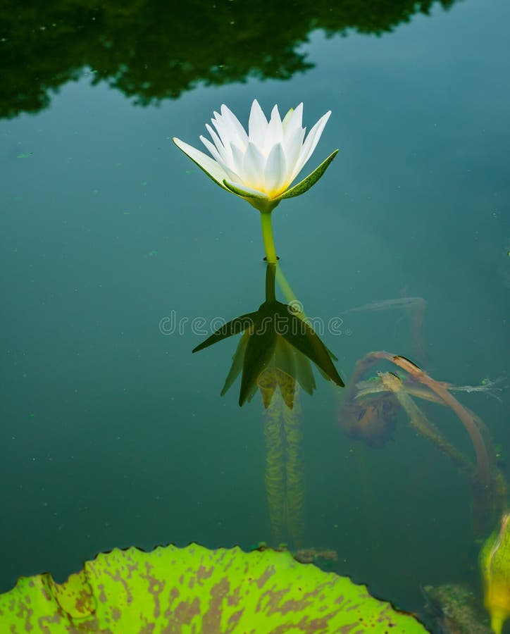 De Witte Lotusbloem is Prachtig Bloeiend Stock Foto - Image of bloemen ...