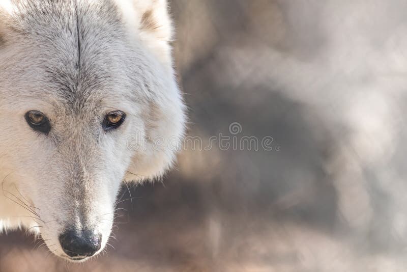 Witte Poolwolf Ontspannen Pose in Vroege Lente Stock Foto - Image of ...