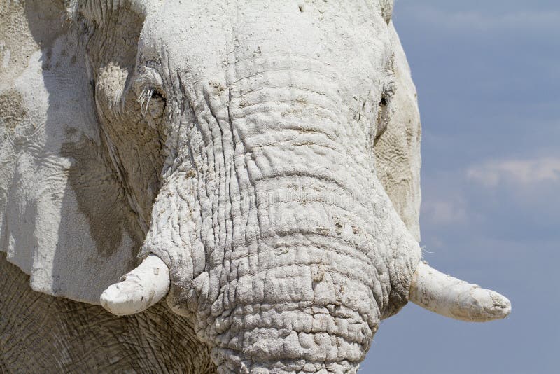 De Witte Olifant Van Namibië Stock Afbeelding - Image of zoogdier, dier ...
