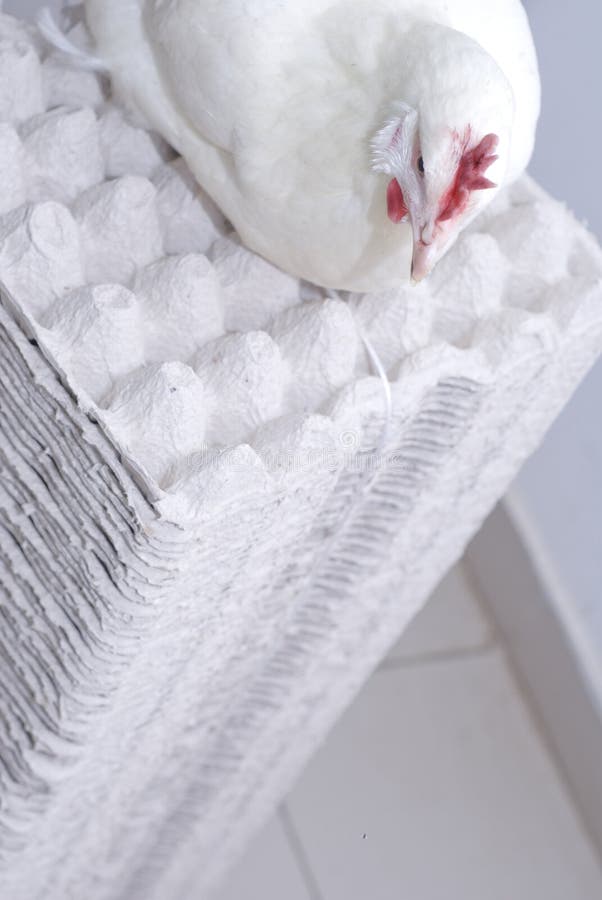 Witte Legkip Op De Lege Eierverpakking Stock Afbeelding - Image of ...