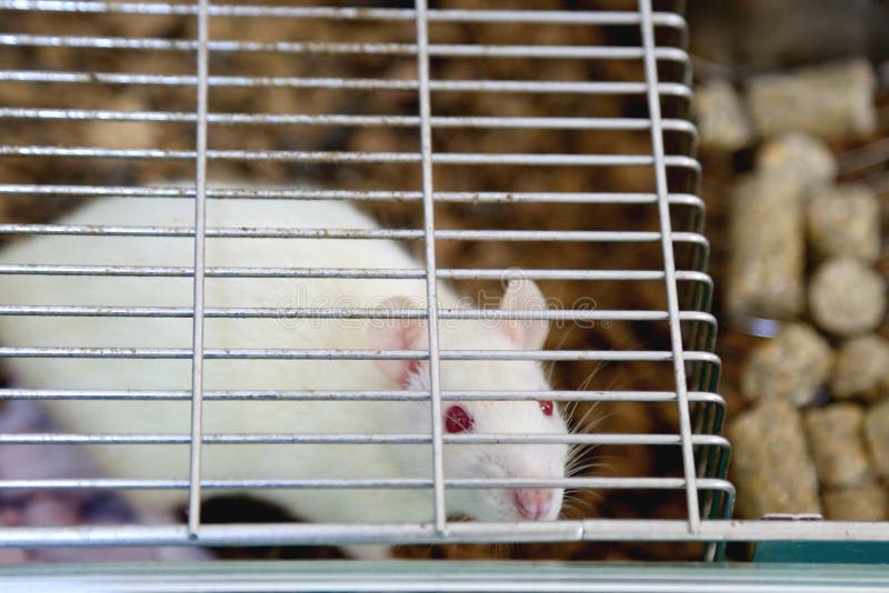 De Witte Rat (van Het Albino) Laboratorium in Kooi Stock Foto - Image ...