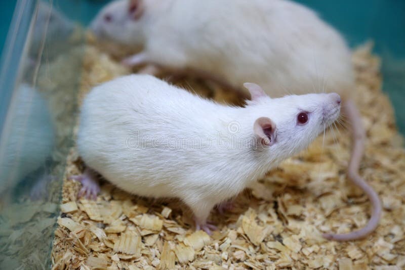 De Witte Ratten (van Het Albino) Laboratorium Stock Foto - Image of ...