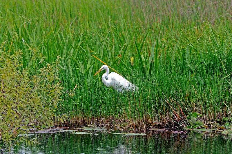 De Witte Reiger Van Everglades Stock Afbeelding - Image of vleugels ...