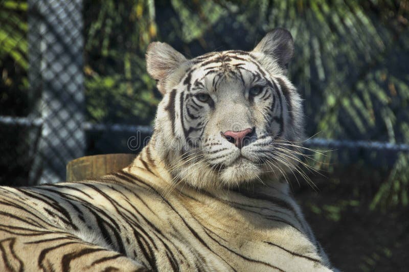 De witte tijger stock afbeelding. Image of bont, grazen - 49762675