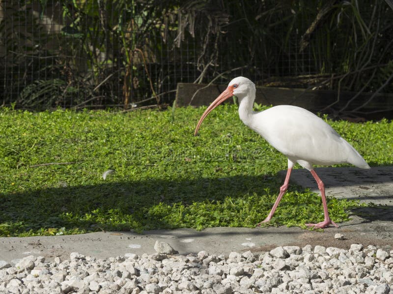 De witte vogel van de Ibis stock afbeelding. Image of rekening - 66027293