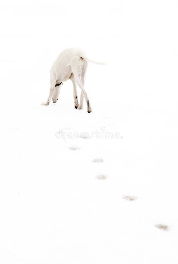 Witte windhond stock afbeelding. Image of schot, windhond - 16814577