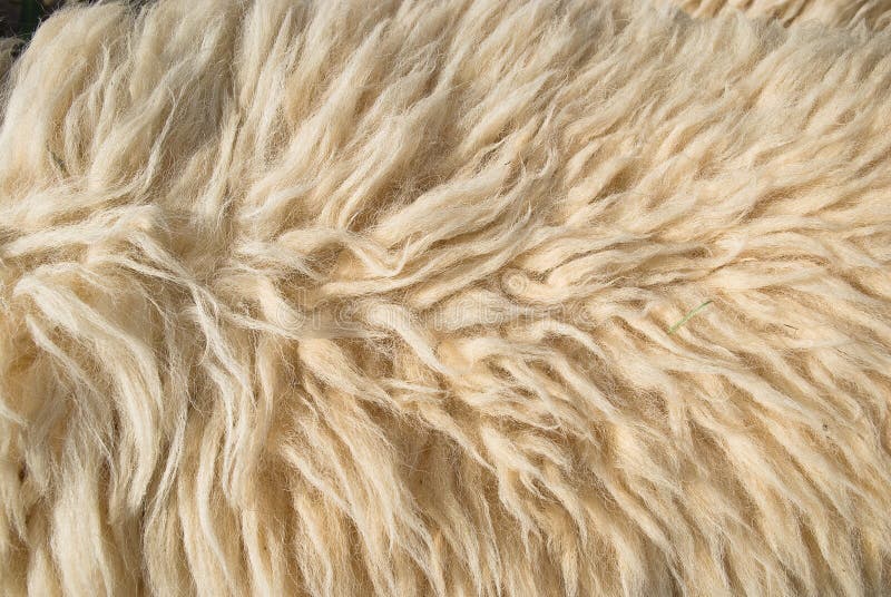 De witte wol van Schapen stock foto. Image of achtergrond - 26905560