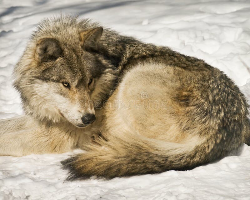 Wolfsblik stock foto. Image of winter, oren, dier, neus - 5397022