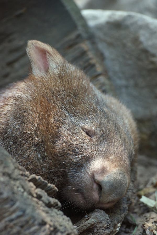Slaapende wombats stock foto. Image of gezicht, knaagdier - 55556444