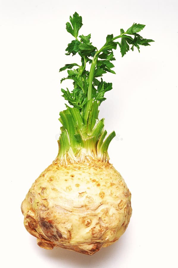 De Wortel En De Bladeren Van De Knolselder Stock Foto - Image of ...