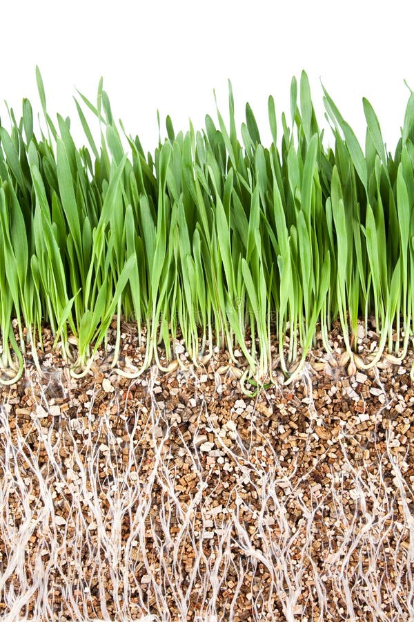 De Wortel van het gras stock afbeelding. Image of wortel - 14924265