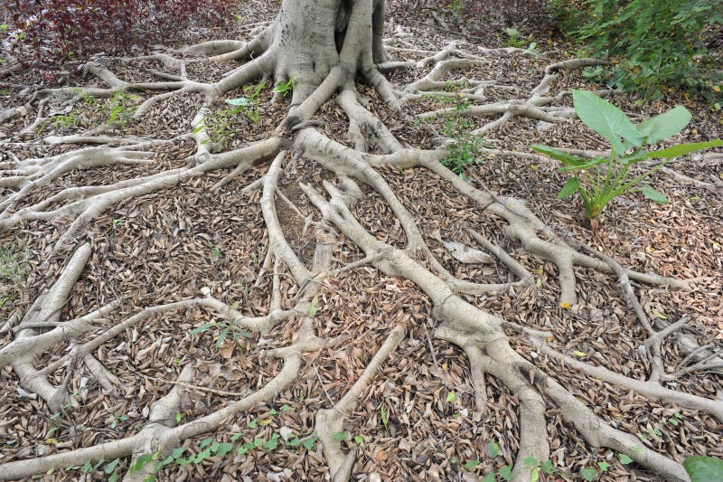 Boomwortels Die Rots Koesteren Stock Foto - Image of geworteld ...