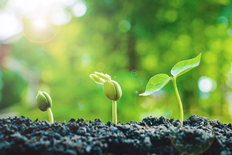 Zaadplanten Groeien Ze Groeien Stap Voor Stap Stock Afbeelding - Image ...