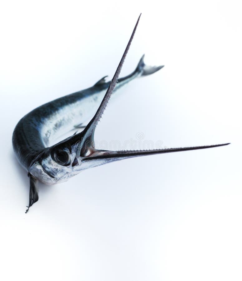 De zaag van vissen stock foto. Image of volledig, overzees - 10784666