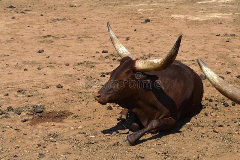 Zeboe stock afbeelding. Image of gras, hoorn, zeboe, weide - 46209463