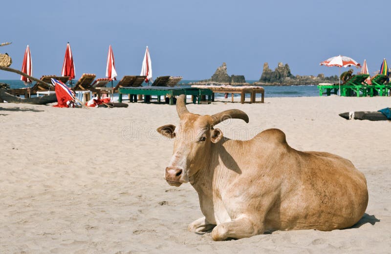 De Zeboe (Indiër Humped Os) Legt Op Het Strand Stock Foto - Image of ...