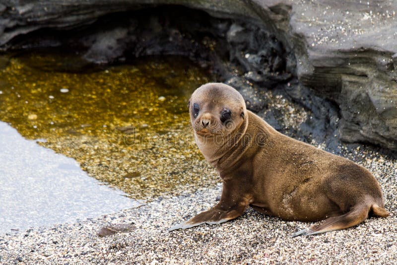 De Zeeleeuw van de baby stock afbeelding. Image of keerkringen - 25282163