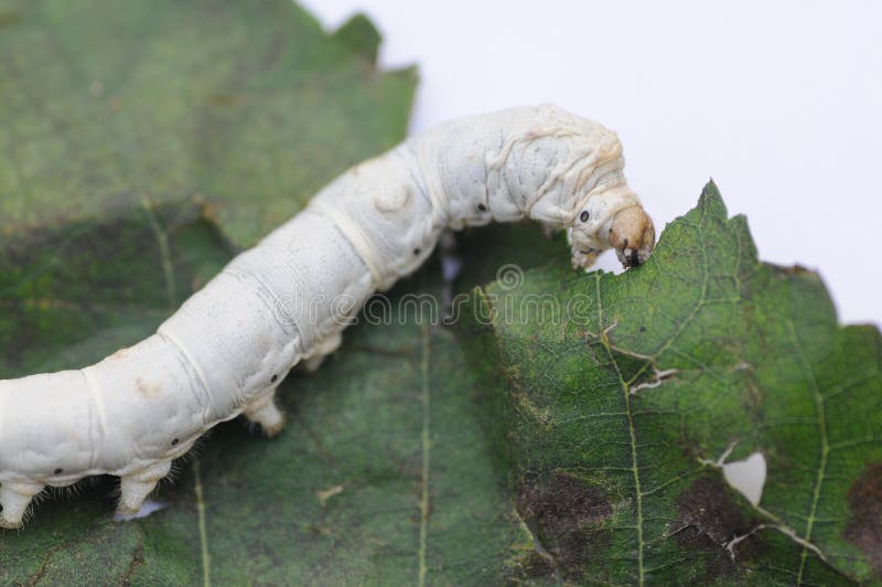 Zijderups stock foto. Image of zijderups, installatie - 20240164