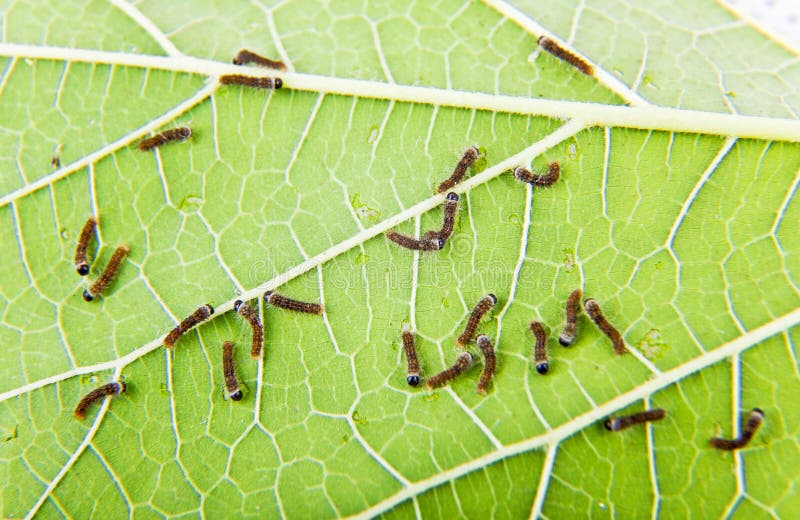 De zijderups van de baby stock afbeelding. Image of organisch - 25008347