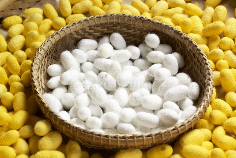 De Zijderups Van De Cocon Velen Zijderups Stock Afbeelding - Image of ...