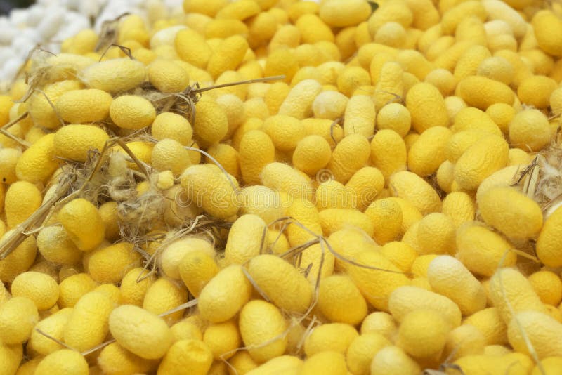 De Zijderups Van De Cocon Velen Zijderups Stock Afbeelding - Image of ...