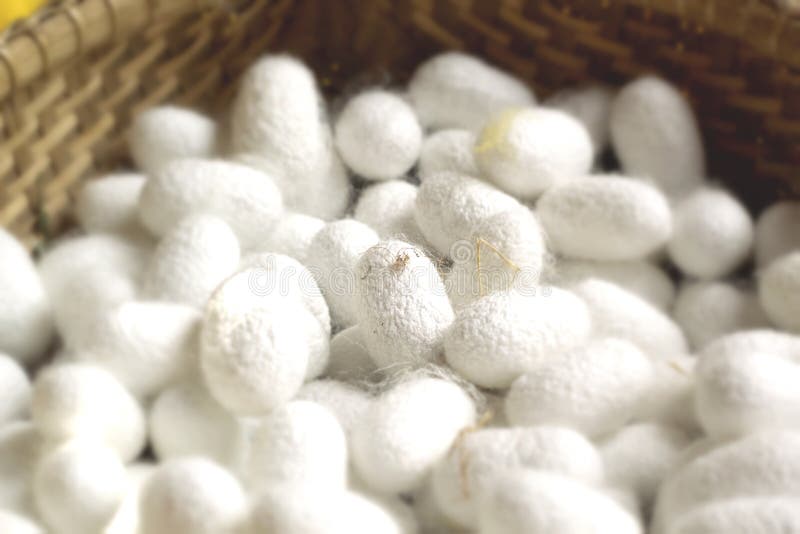 Zijderupscocoon Veel Zijderupsen Stock Afbeelding - Image of vezel ...