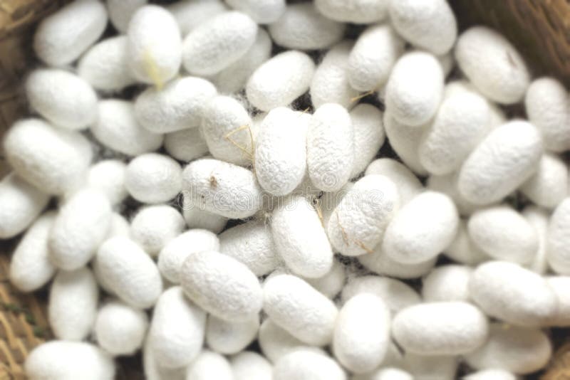 De Zijderups Van De Cocon Velen Zijderups Stock Foto - Image of zuiver ...