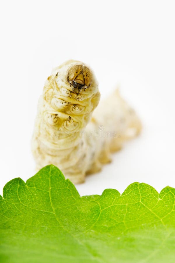 De Zijderups Van De Moerbeiboom Stock Foto - Image of organisch ...