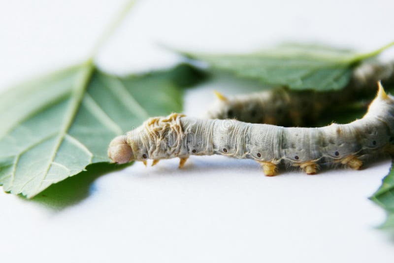 De Zijderups Van De Moerbeiboom Stock Foto - Image of eetlust ...